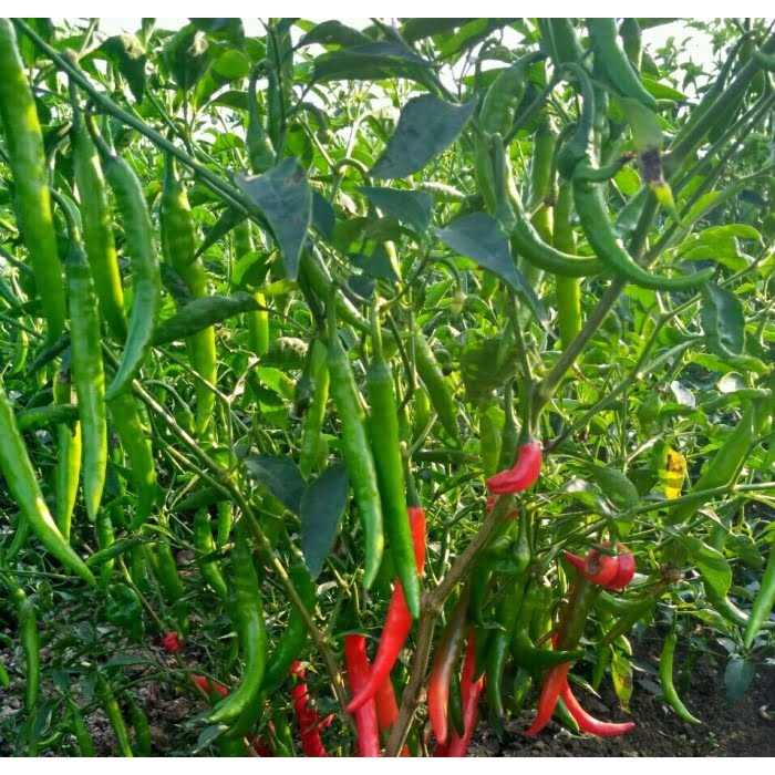 Everest – Lucky Seeds Private Limited