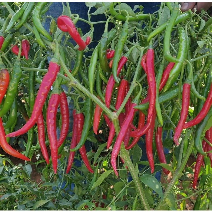 Paras – Lucky Seeds Private Limited