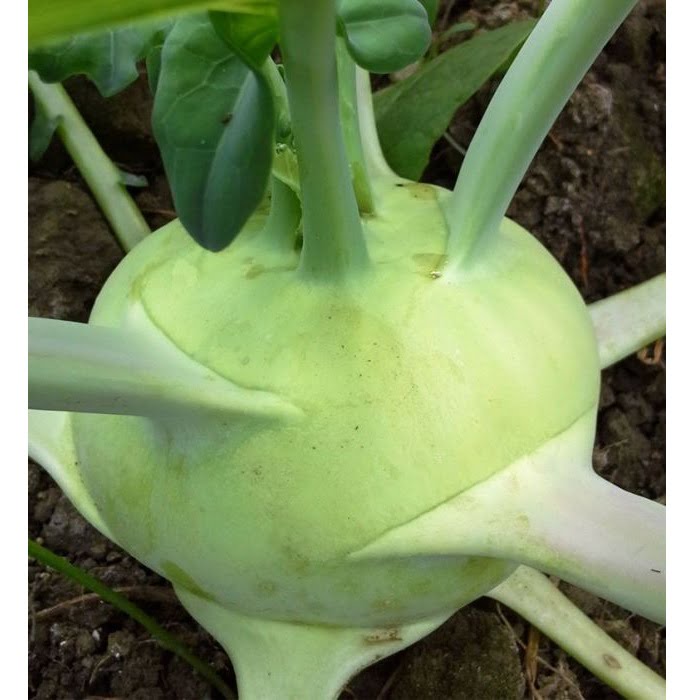 Knol Khol Archives - Lucky Seeds Private Limited