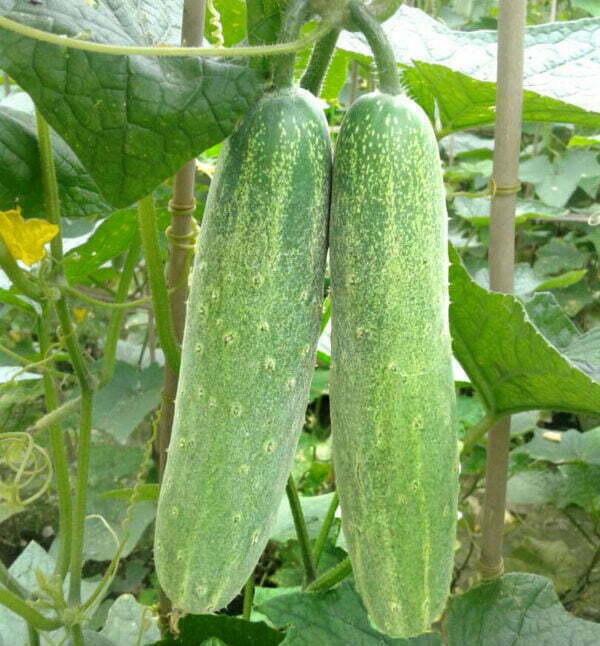 Tara - Lucky Seeds Private Limited