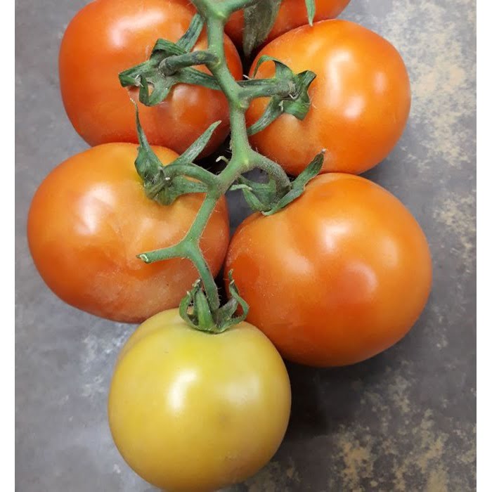 Tomato – Lucky Seeds Private Limited