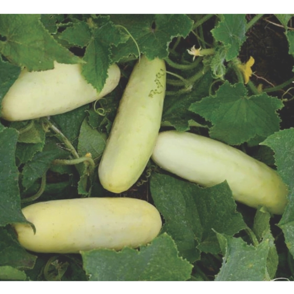 Tara – Lucky Seeds Private Limited